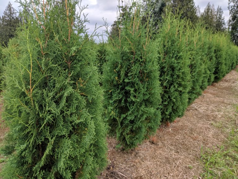 Conifers | Camson Creek Cedars