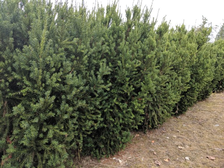 TAXUS BACCATA 'FASTIGIATA' - Irish Yew | Camson Creek Cedars