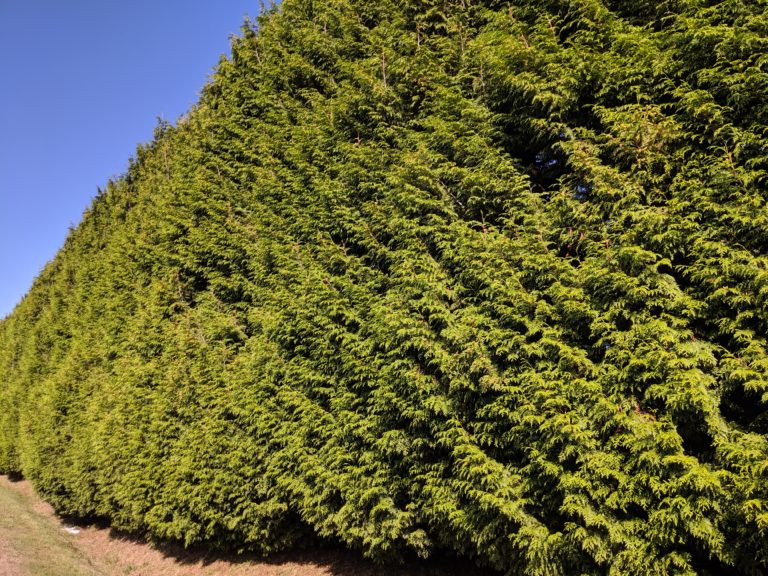 5 TIPS FOR CHOOSING THE RIGHT TREE FOR YOUR HEDGE | Camson Creek Cedars