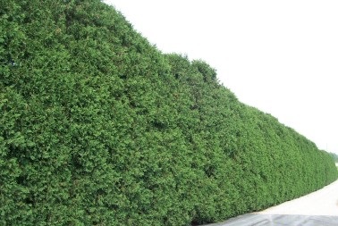 Conifers | Camson Creek Cedars